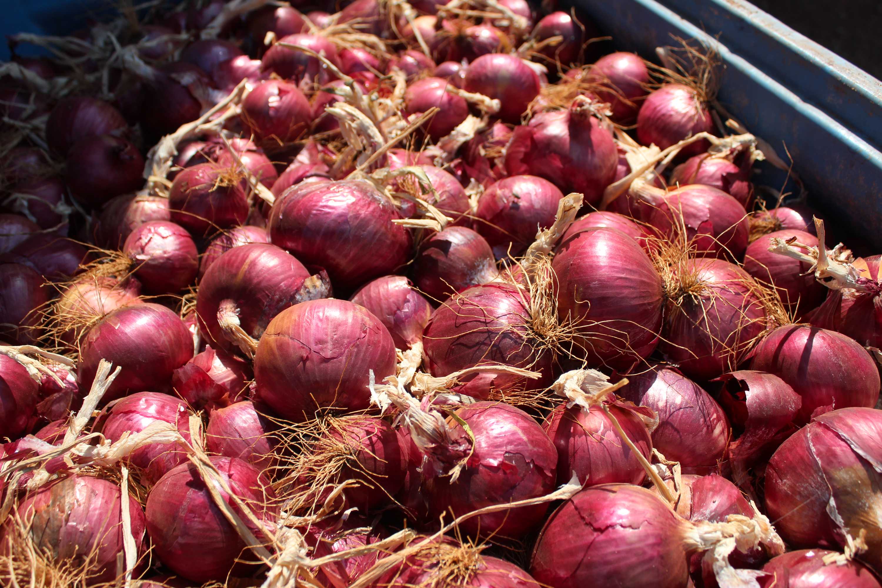 Top End onions hit the shelves as Californian imports drop prices - ABC ...