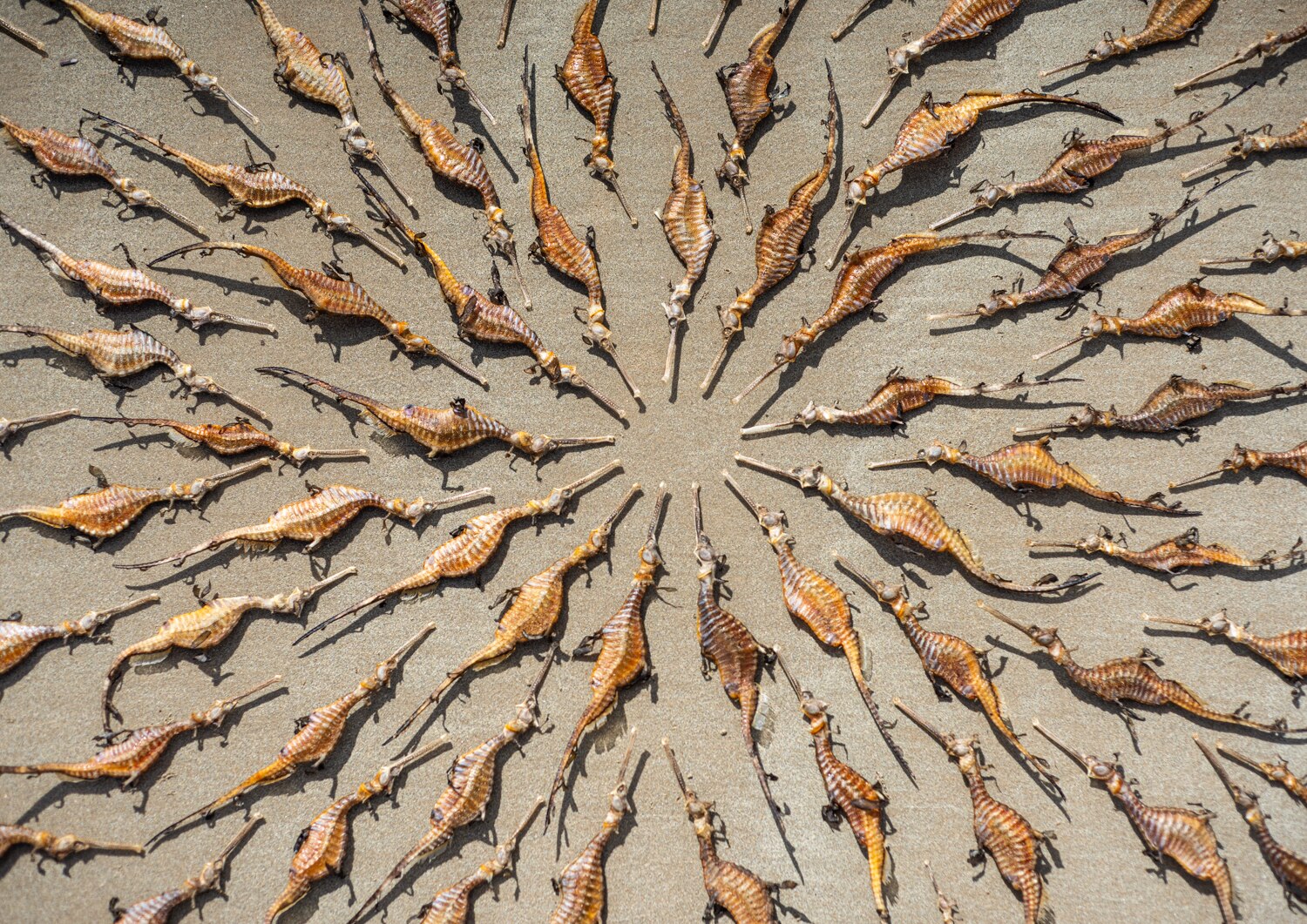 Algal species identified as culprit of SA bloom - ABC listen