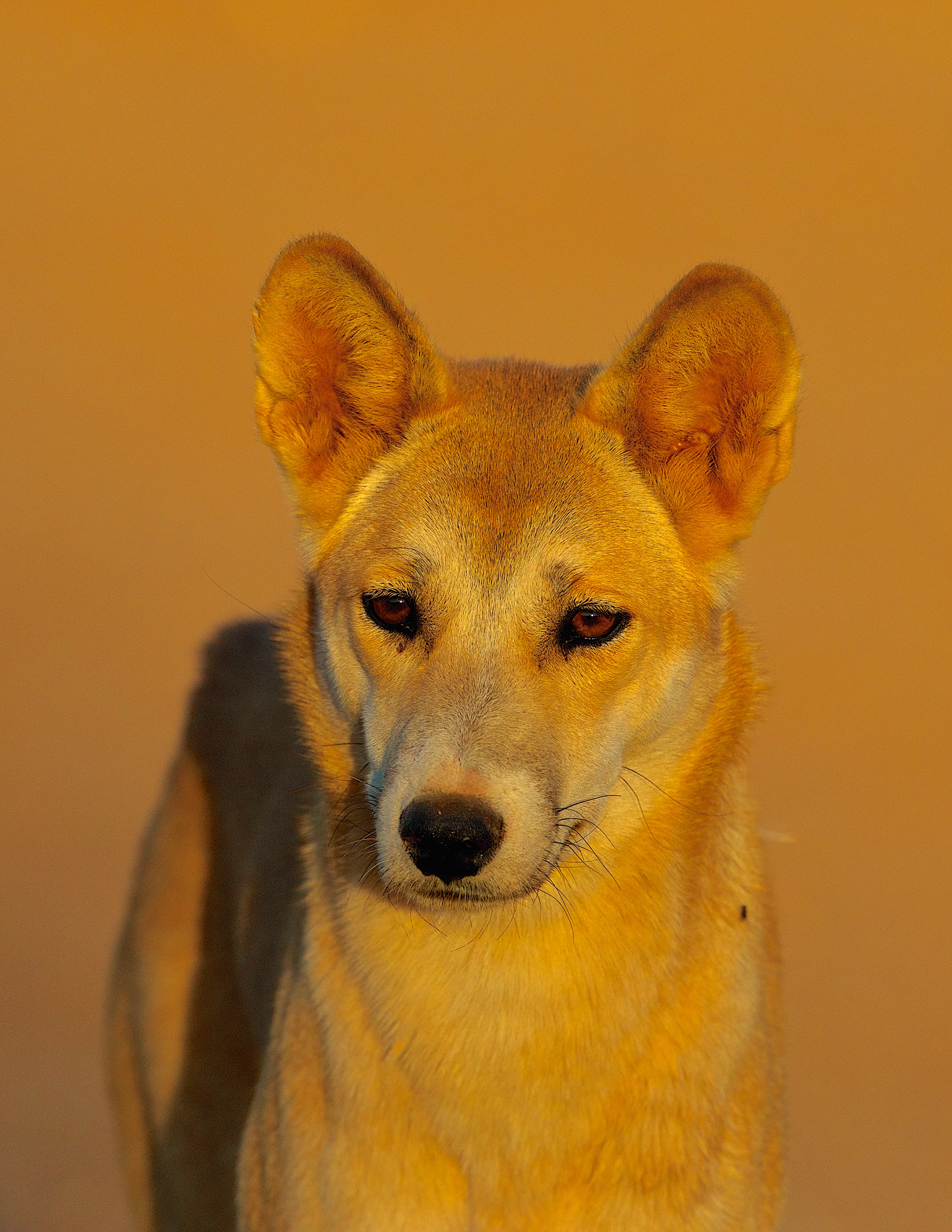 Demands for dingo protection - ABC listen