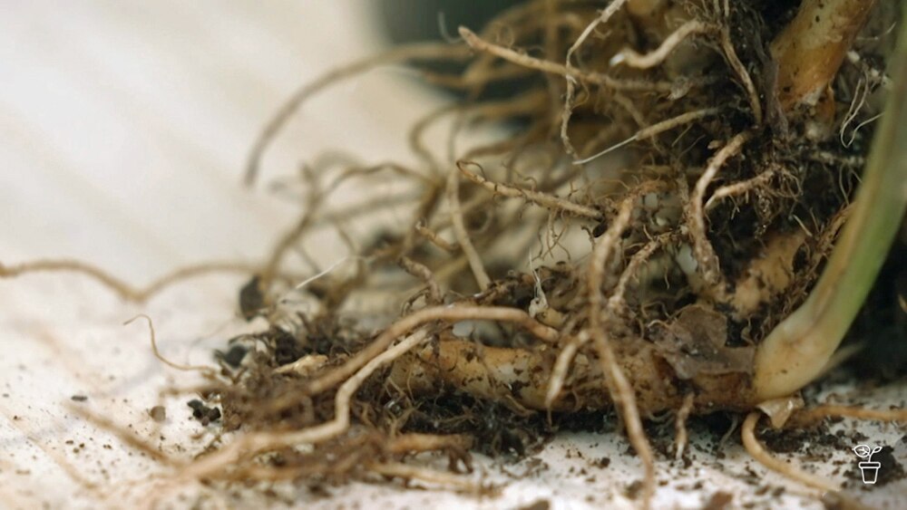 Root Cause - Gardening Australia