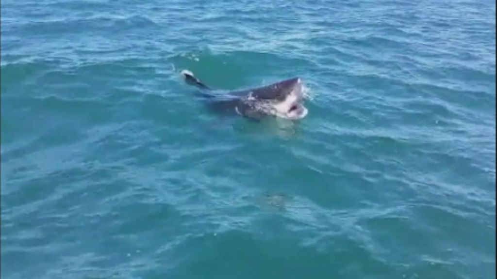 Illegal shark baiting concern - ABC News