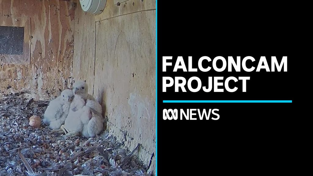 Falcon project provides glimpse of peregrines' life - ABC News