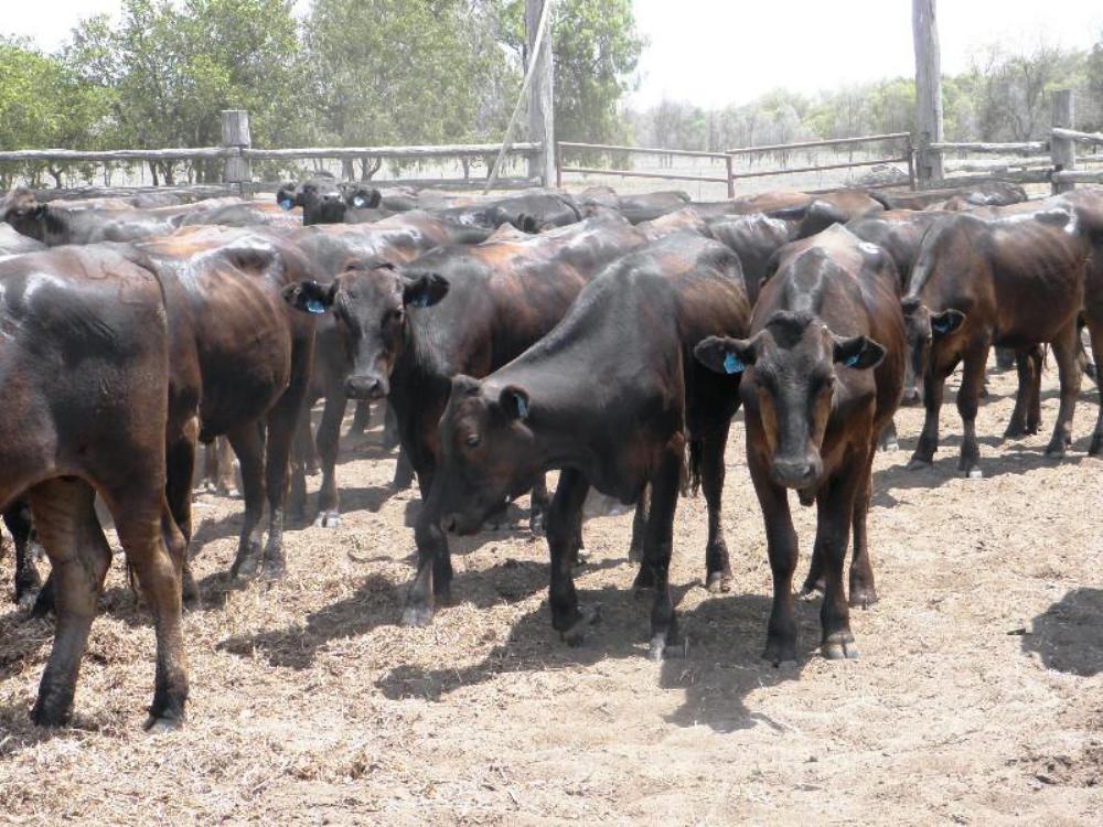 Cattle auction website, AuctionsPlus, breaks monthly listing record ...