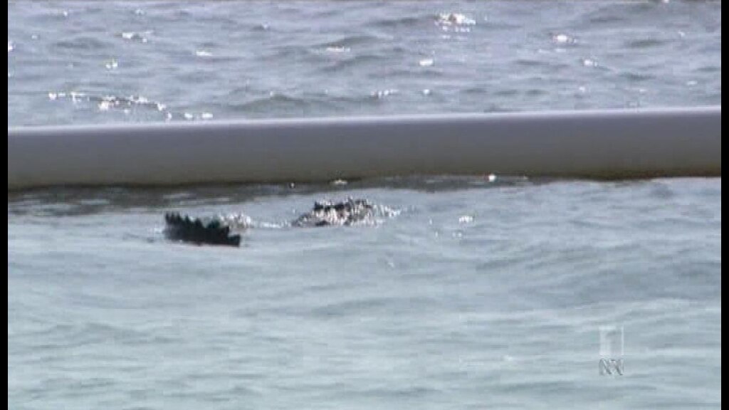 Croc trapped in Cairns swimming enclosure - ABC News