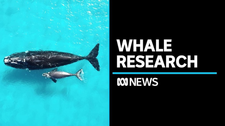 WA community that once hunted whales now funding conservation research ... WA community that once hunted whales now funding conservation research ...