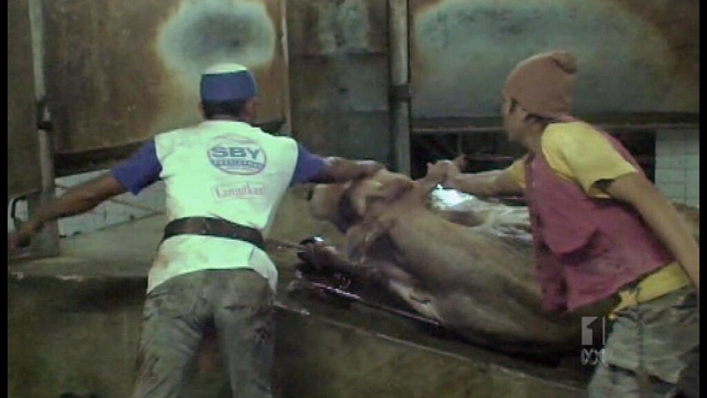 Shocking video reveals cattle torture - ABC News
