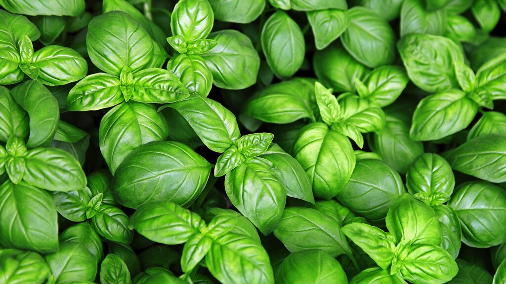 Basil - Gardening Australia
