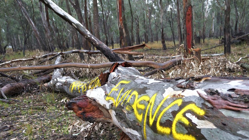 Illegal logging operations on the rise in northern Victoria - ABC News