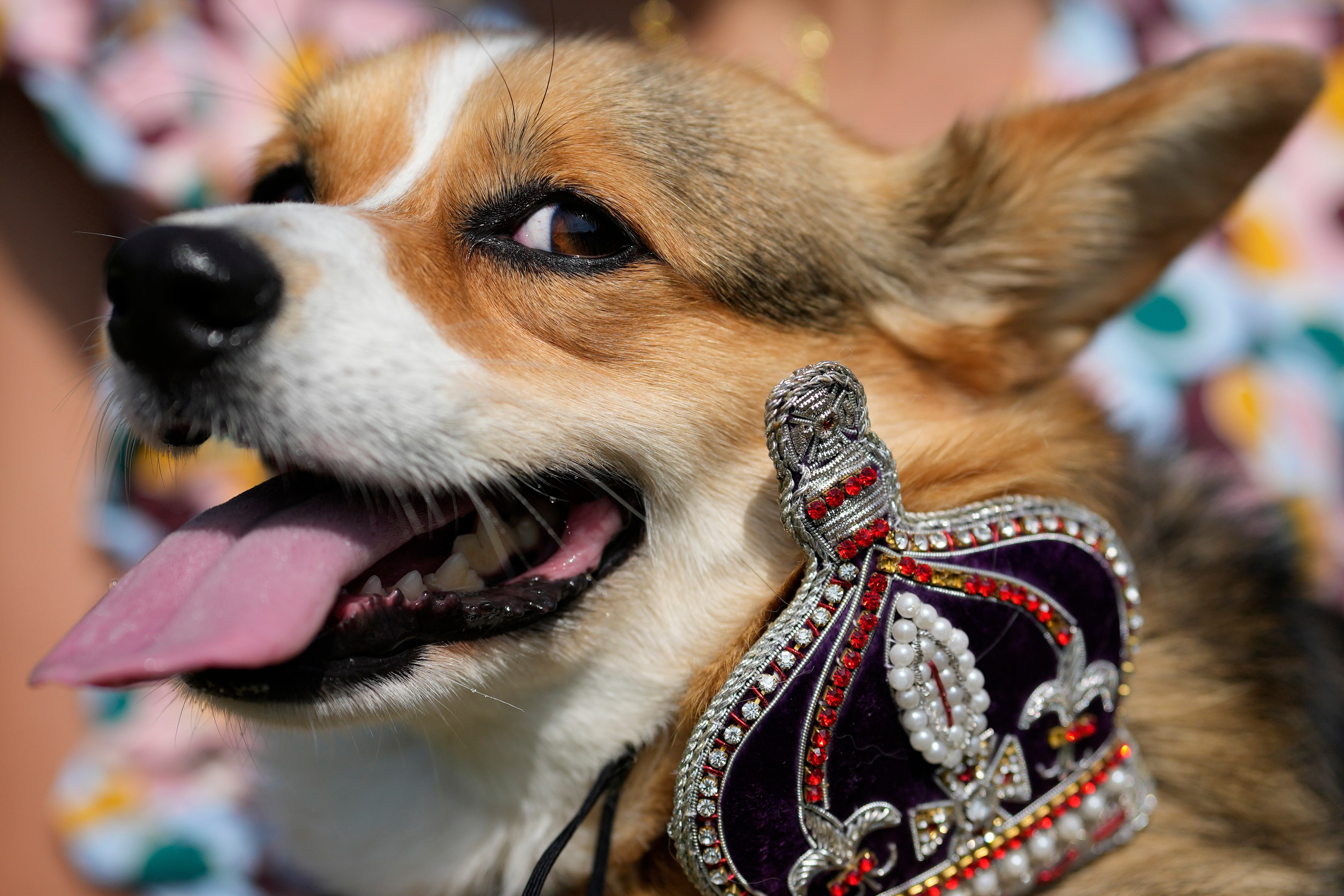 Corgi parade outside Buckingham Palace pays ode to Queen Elizabeth II ...