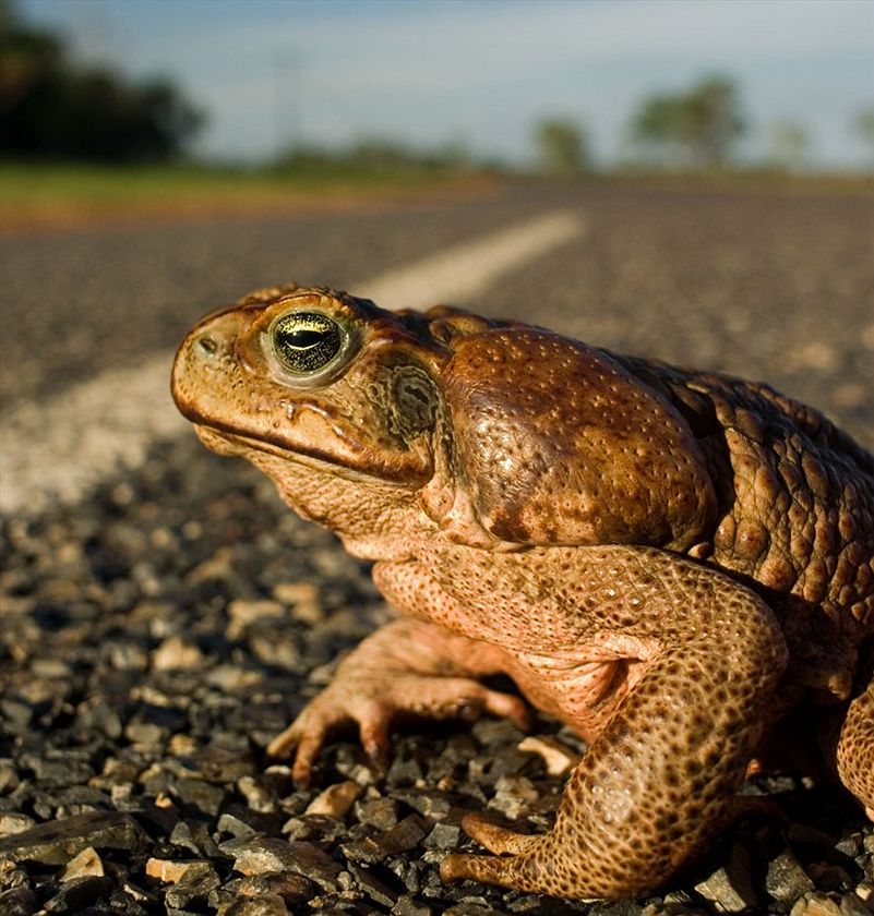Residents declare war on cane toads - ABC News