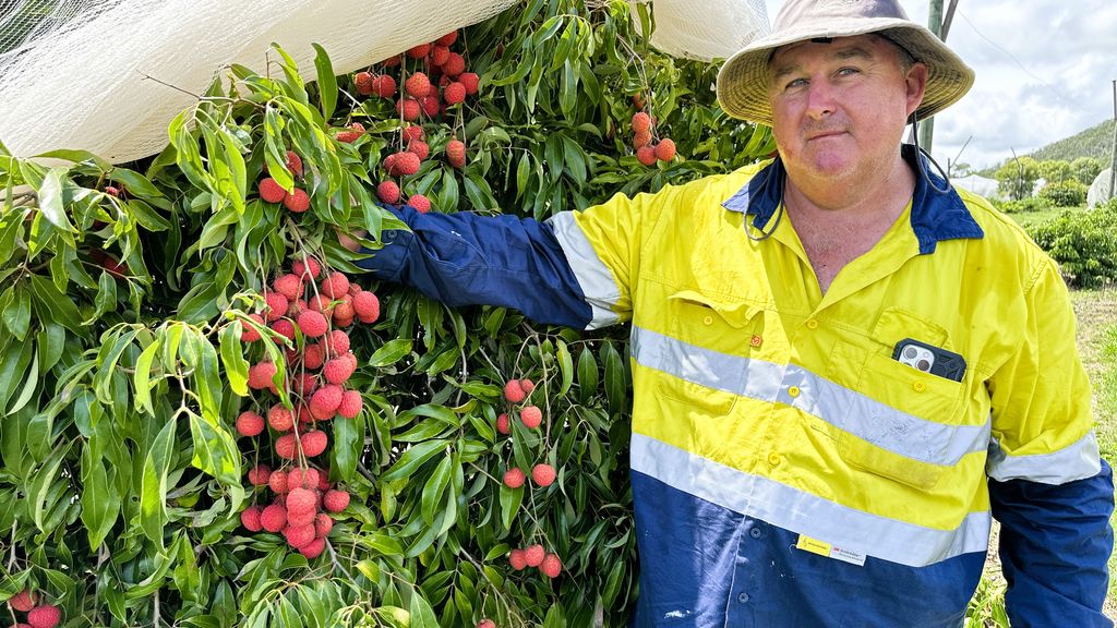Lychee farmers rise from the ashes for first harvest in years - ABC News