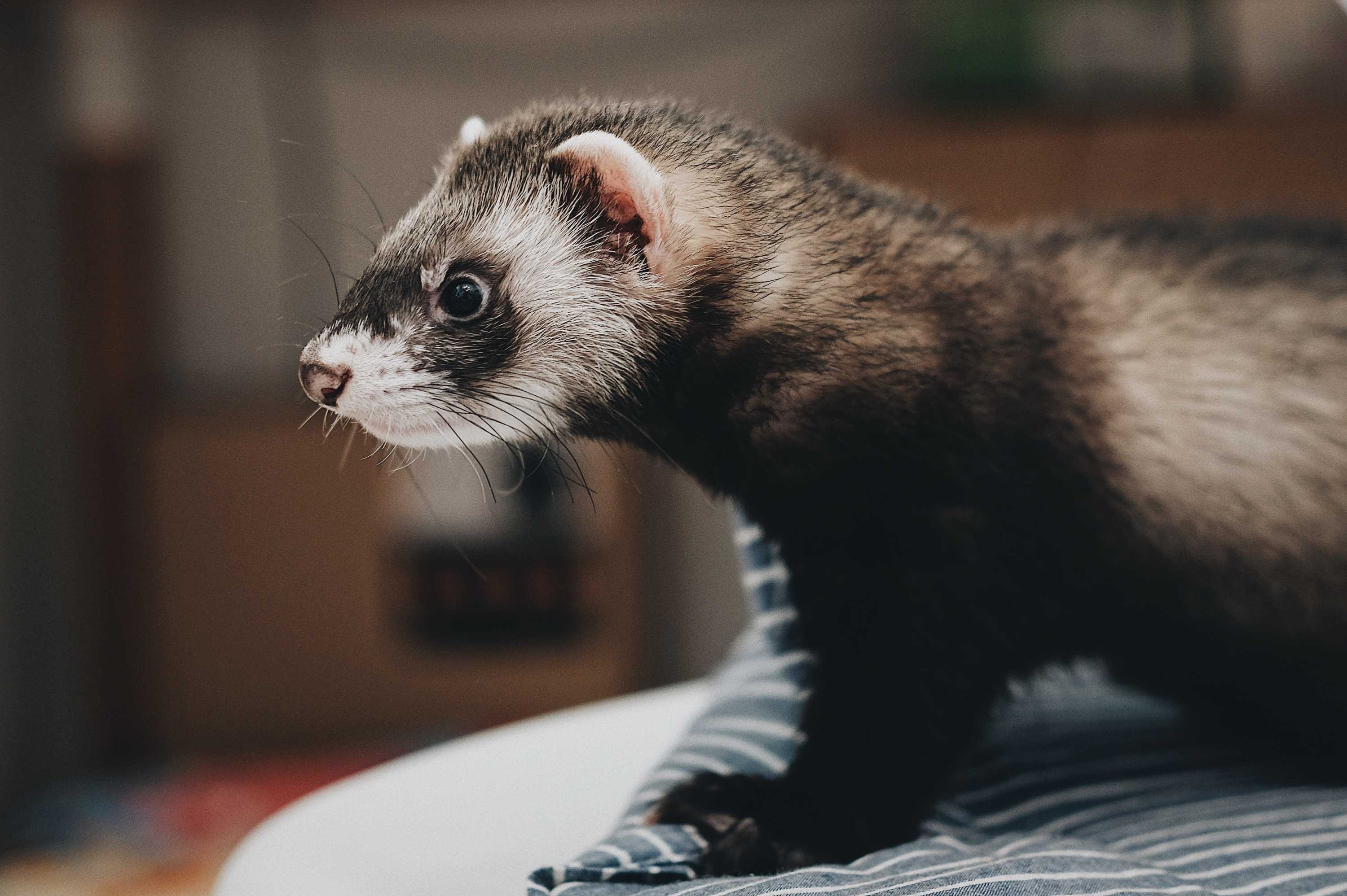 Sexually dimorphic domesticated 'little thieves': Why ferrets make ...