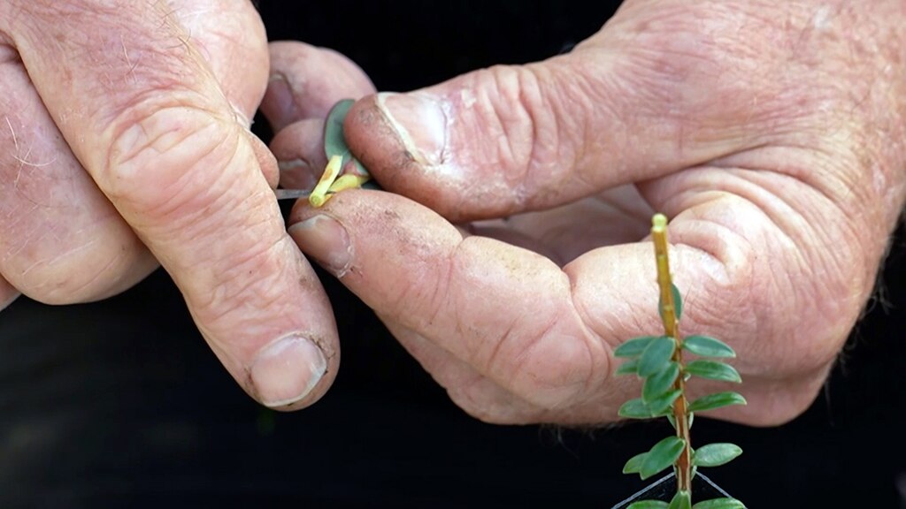 Native Splendour | Rare Native Plants - Gardening Australia