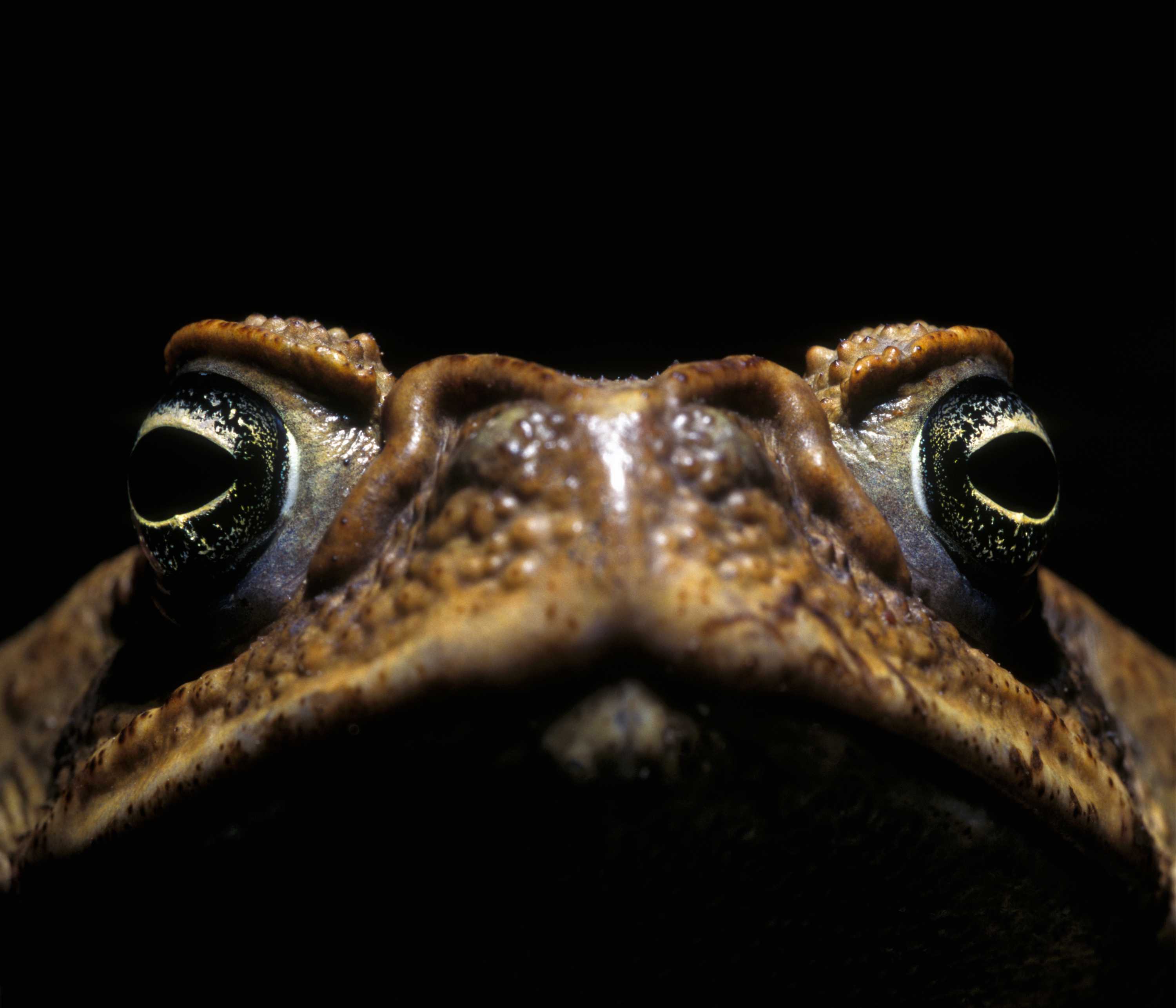 Cane toad problem 'worse than feral cats,' as Northern Territory ...
