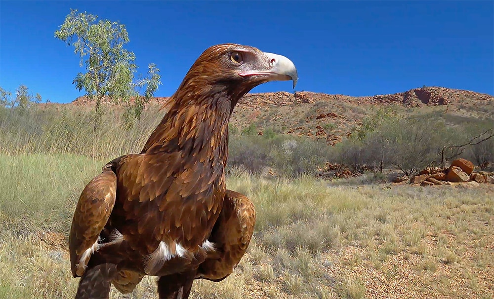 Eagle eye view of outback Australia - ABC News