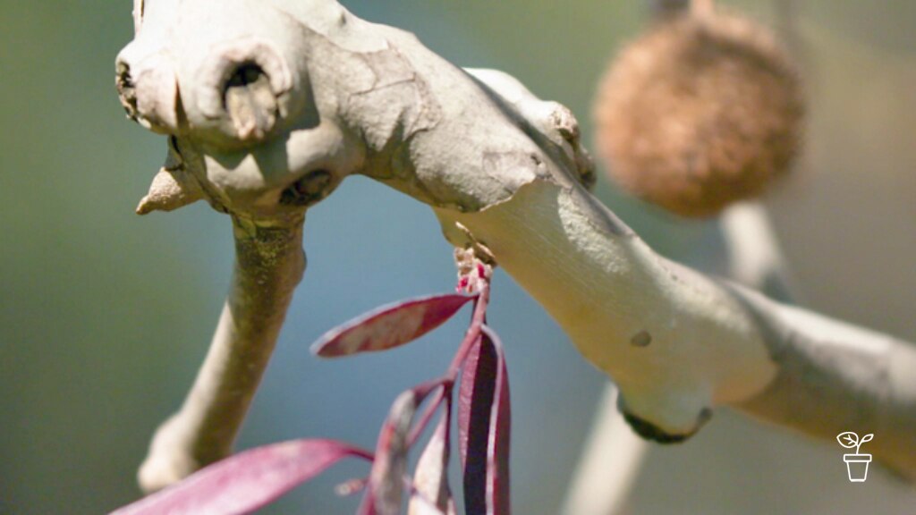 Native mistletoe blossoms as positive parasite across mainland ...