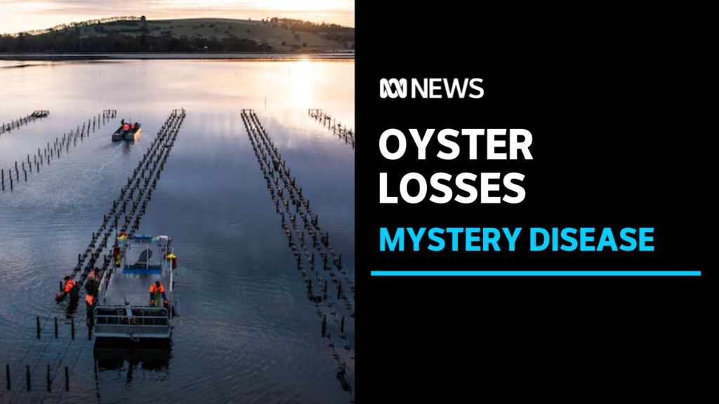 Growers baffled as oyster production plummets in Tasmania - ABC News