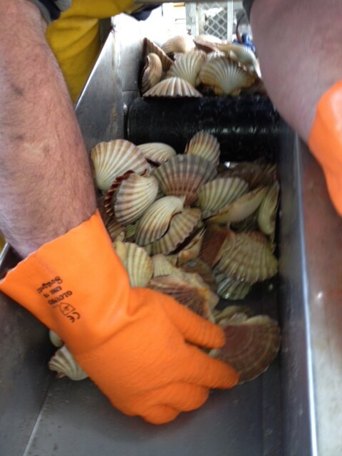 Scallop harvest begins - ABC News