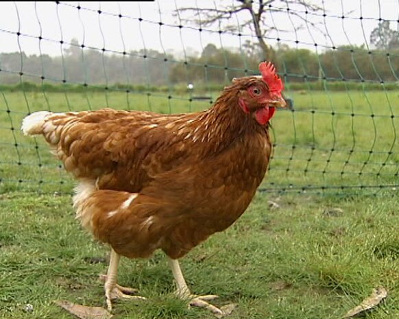 Workers at Baiada chicken factory near Newcastle 'underpaid' by labour ...