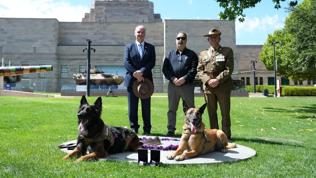 Retired military service dogs receive prestigious award - ABC News