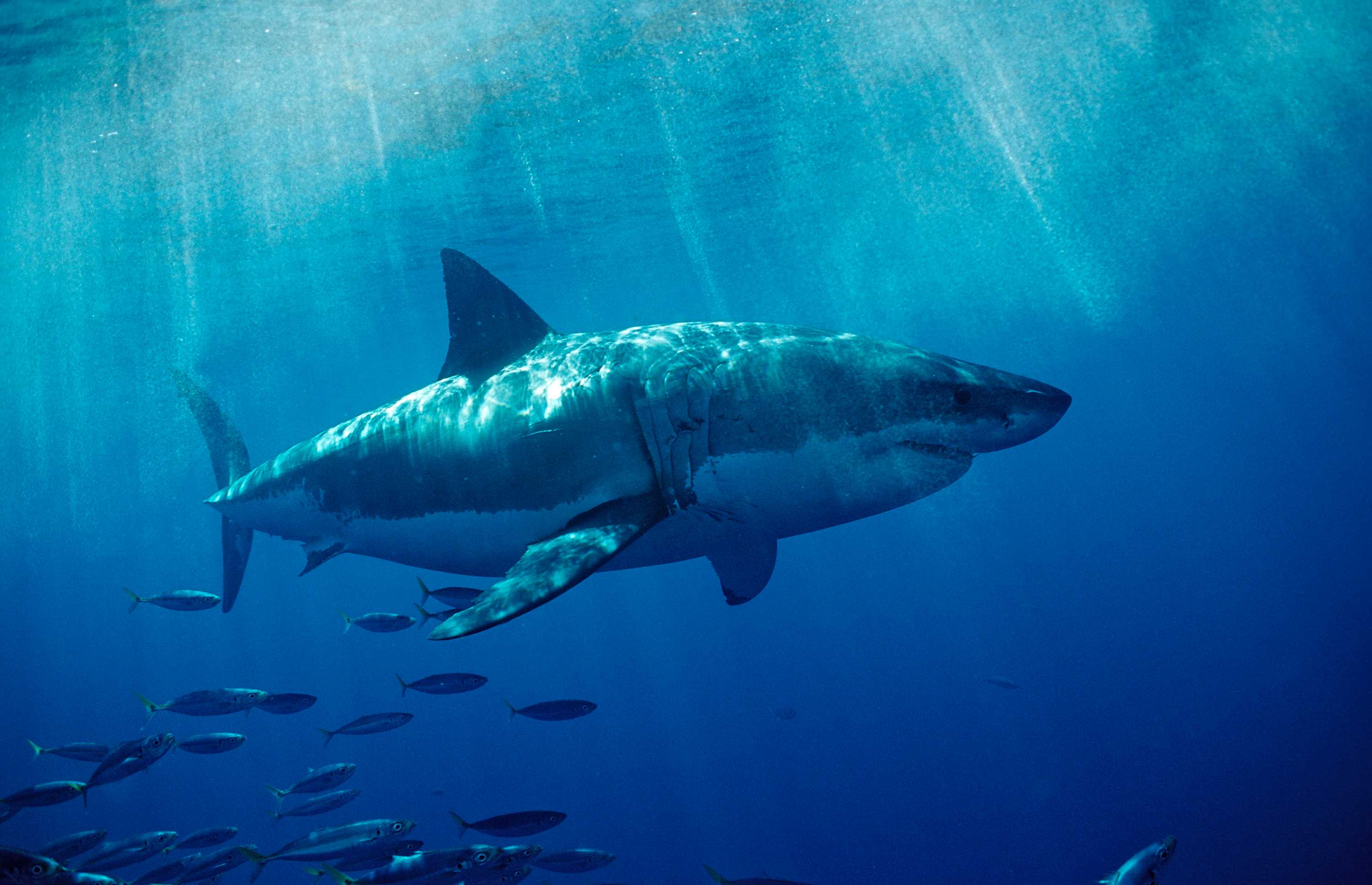 Why hundreds of great white sharks congregate in an ocean 'cafe' - triple j