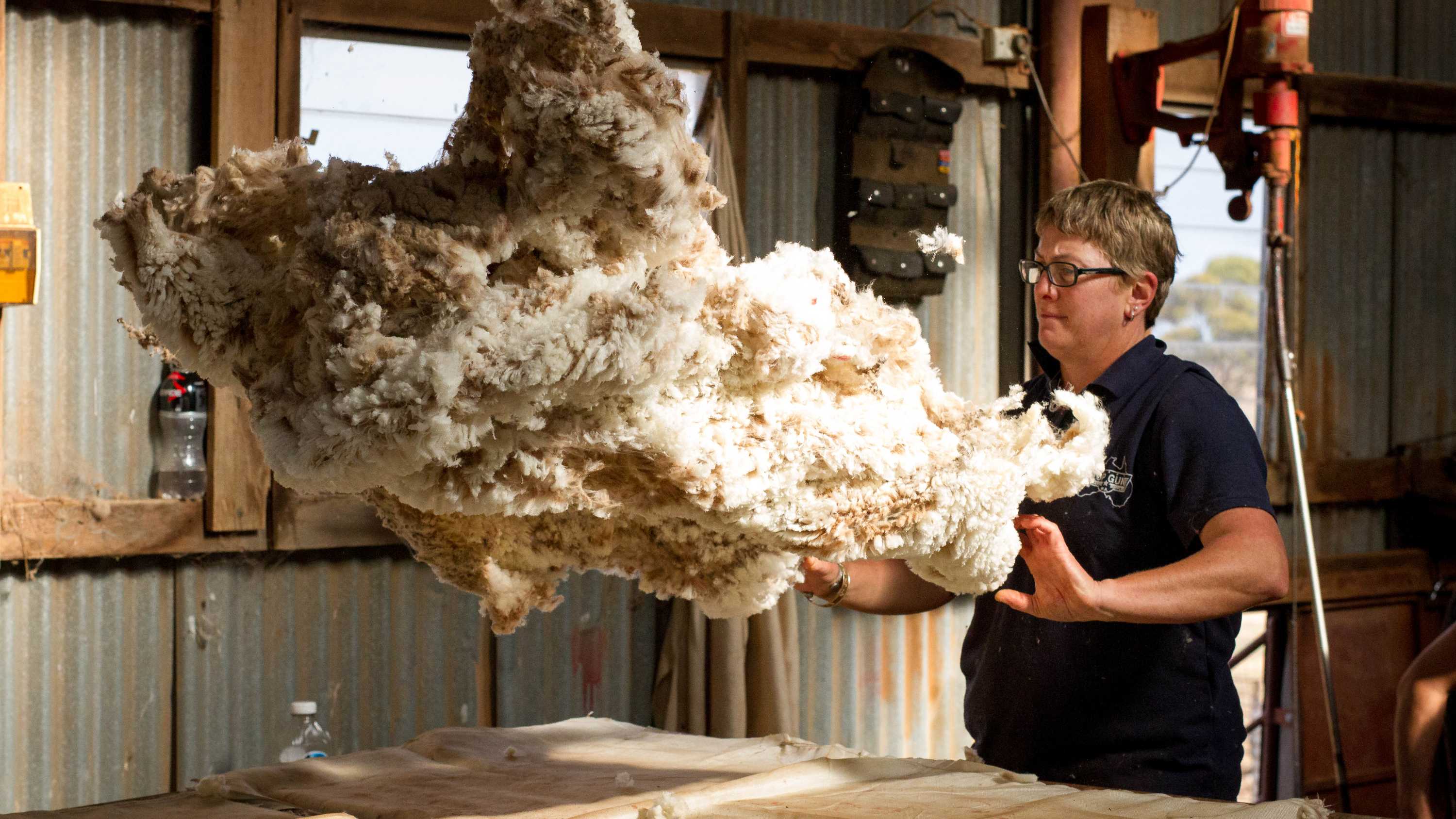Business of shearing runs through generations and keeps family strong ...