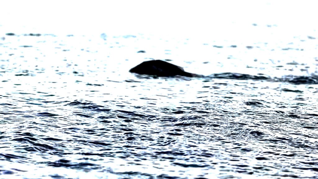 Spangled perch 'cross' the Barkly Highway - ABC News