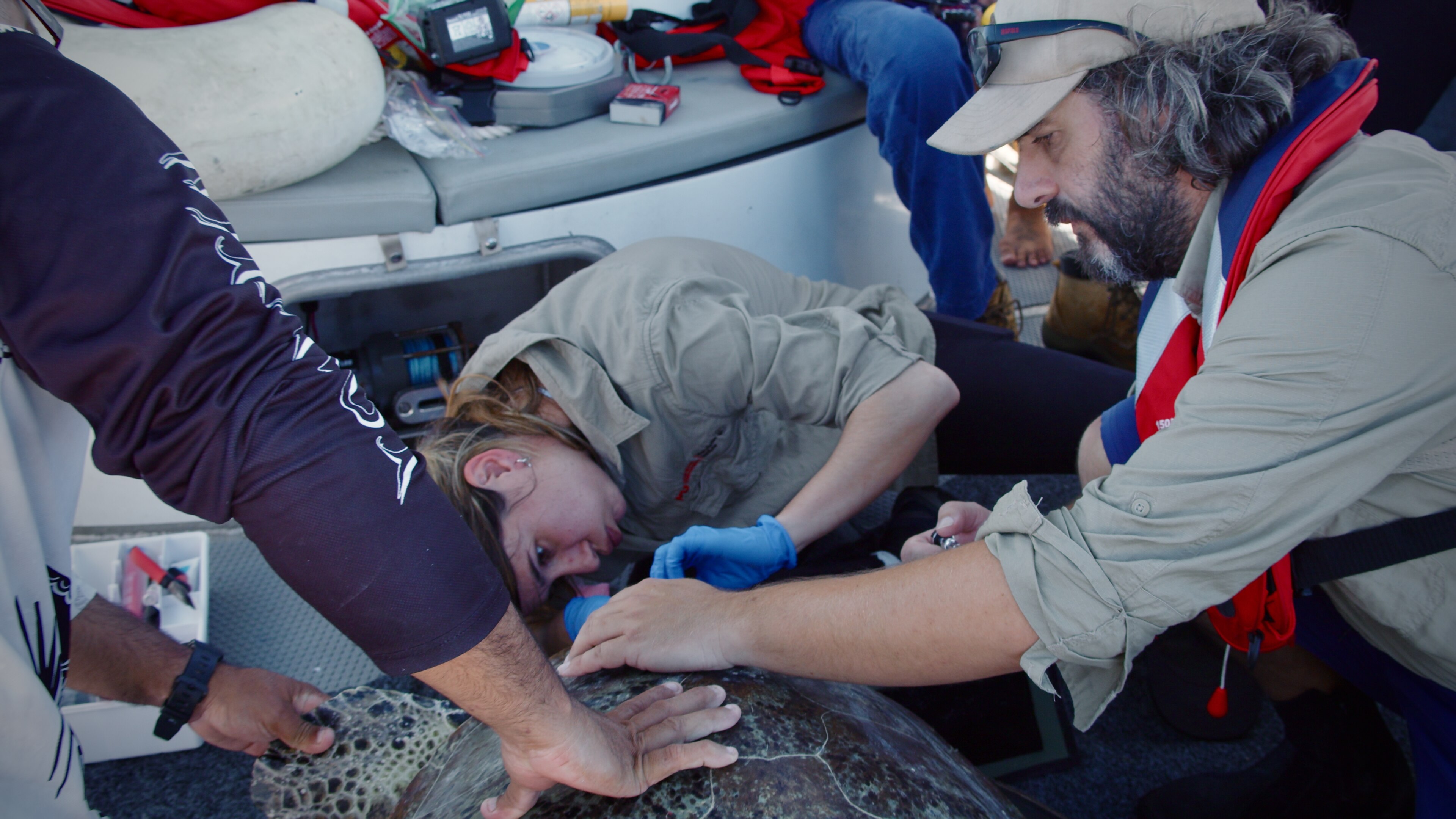 World-first turtle tracking reveals secrets of flatback turtles in WA's ...