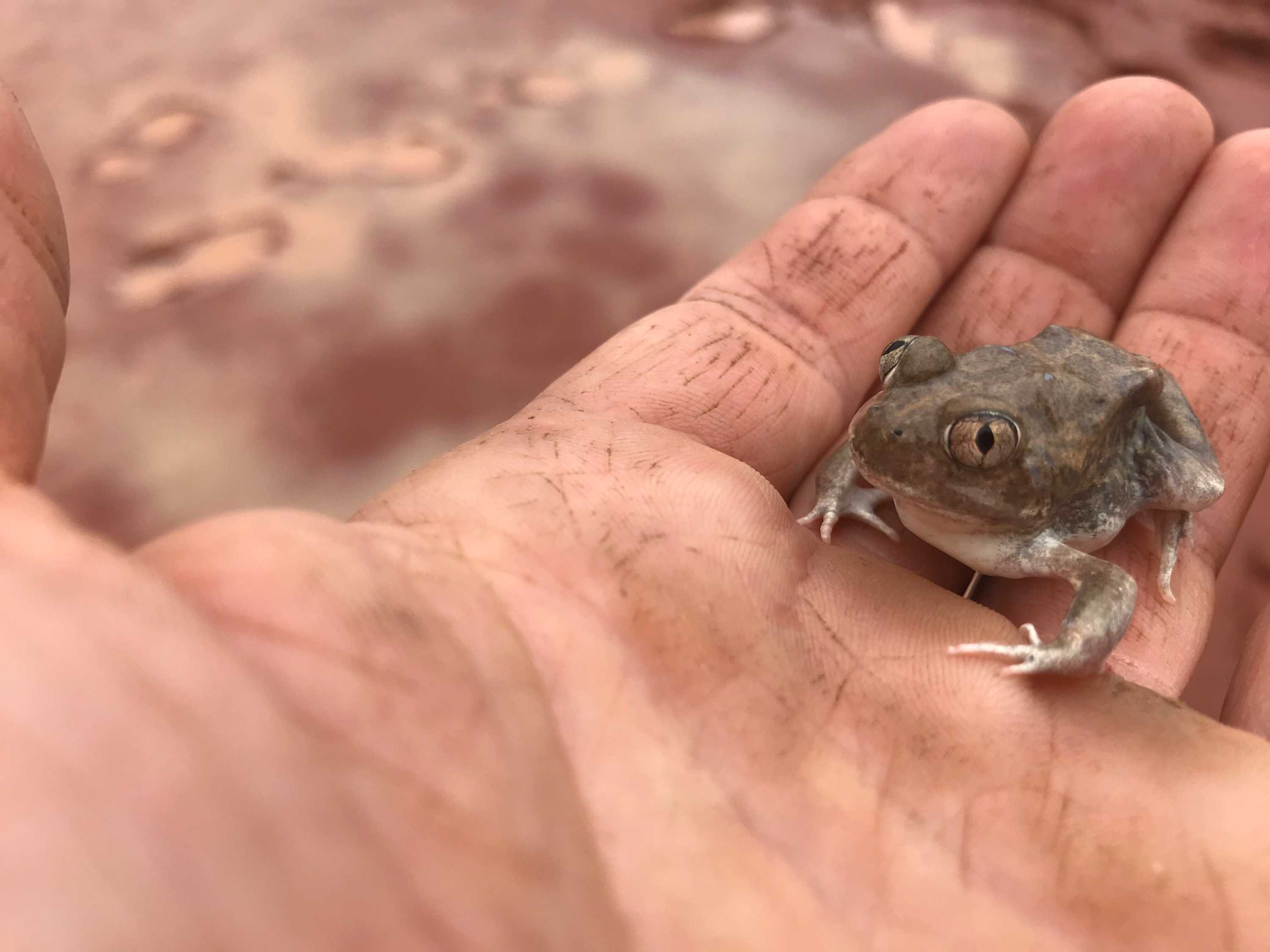 Desert frogs resurface after months — and sometimes years — underground ...