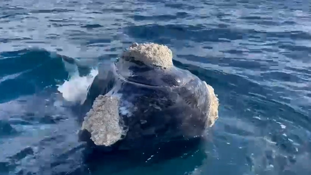 'Once in a lifetime' encounter with whale off WA coast - ABC News