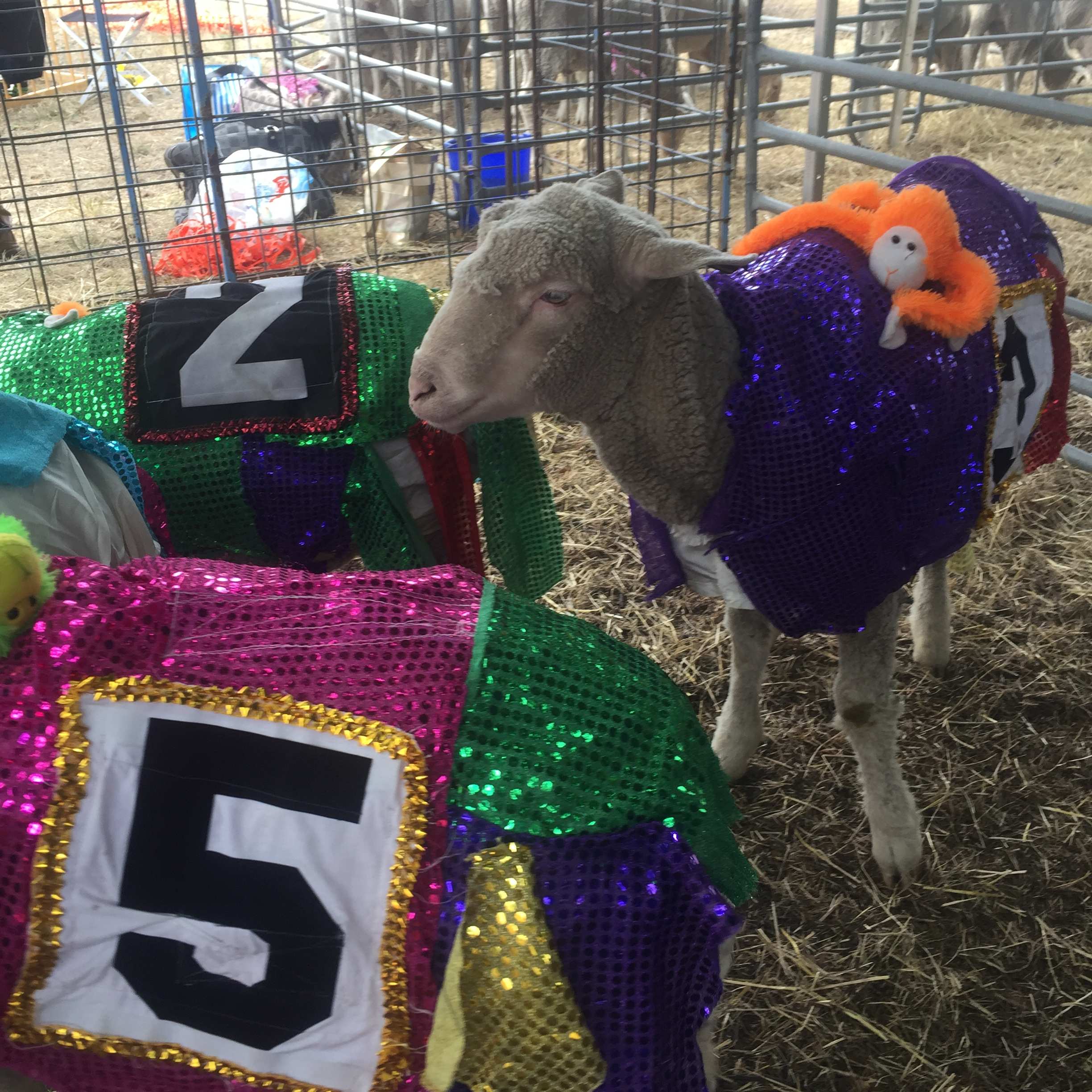 Kempton races one lap long as sheep sprint draws crowd to Tasmanian ...