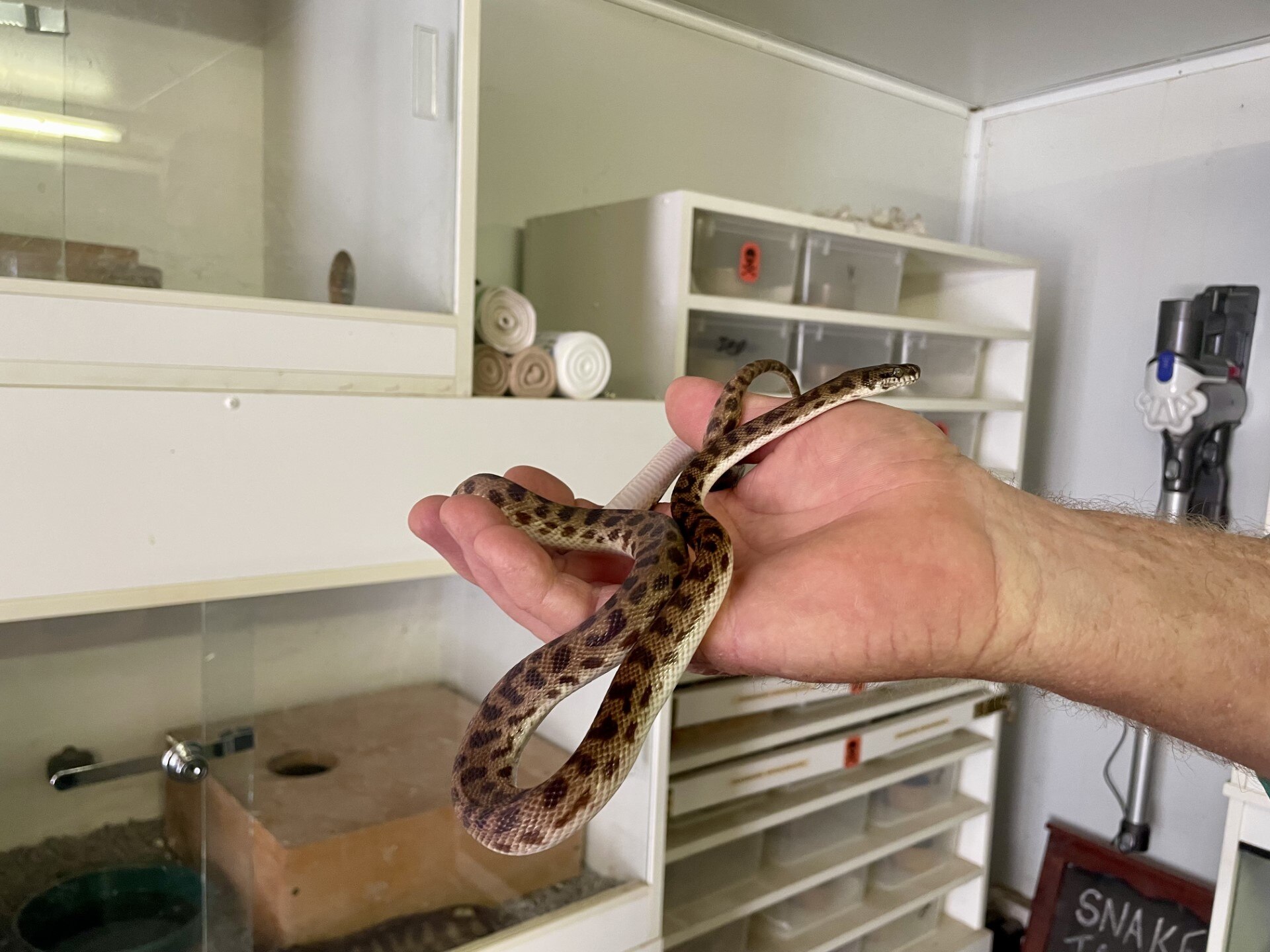 Veteran snake catcher wants new generation to take over NSW job but ...