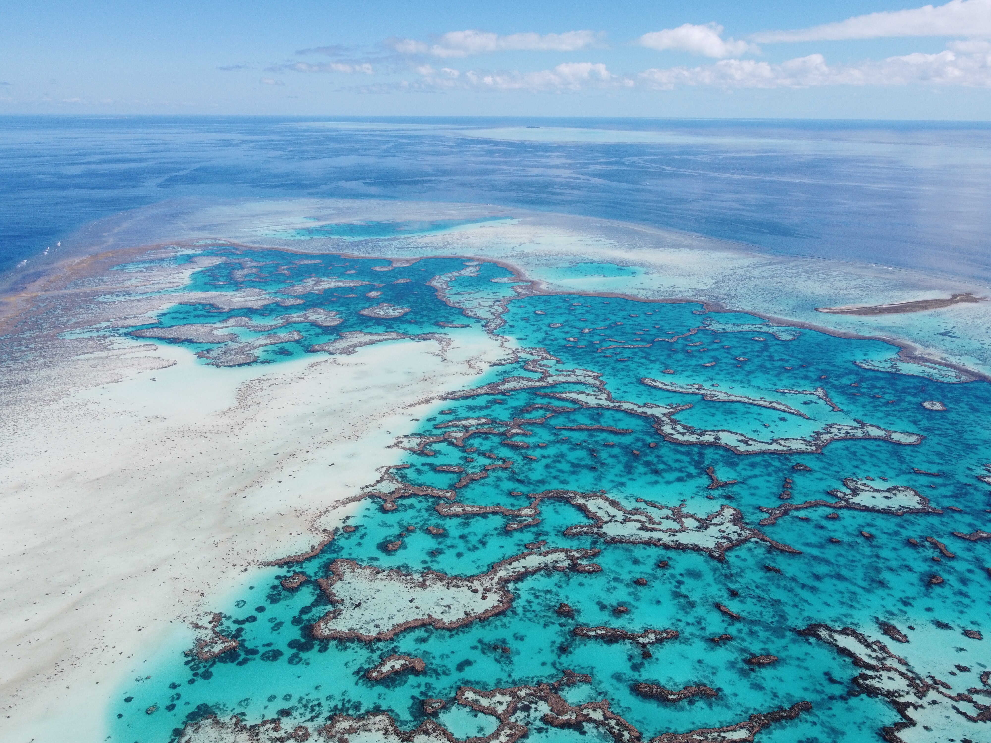 Coral bleaching study off One Tree Island finds 'shocking' damage, but ...