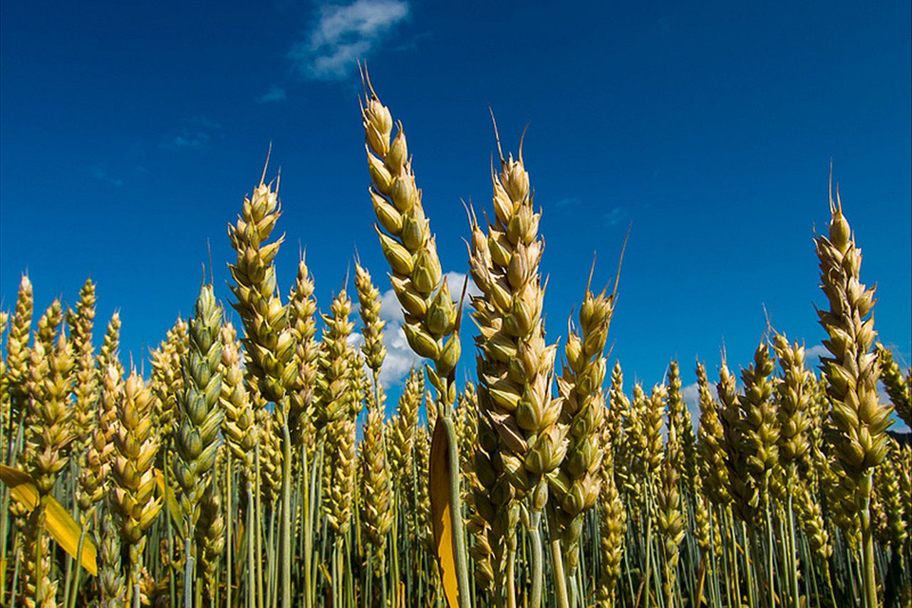 Caroline Winter - ABC News