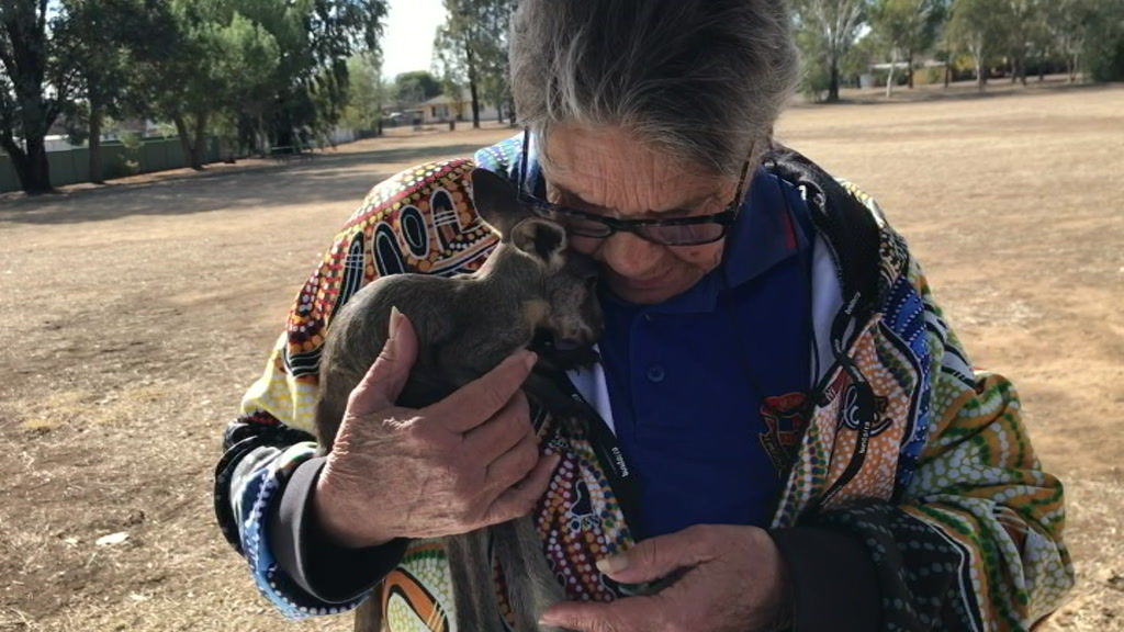 Rescued wallaroo joey cheers up Manilla Central School students living ...
