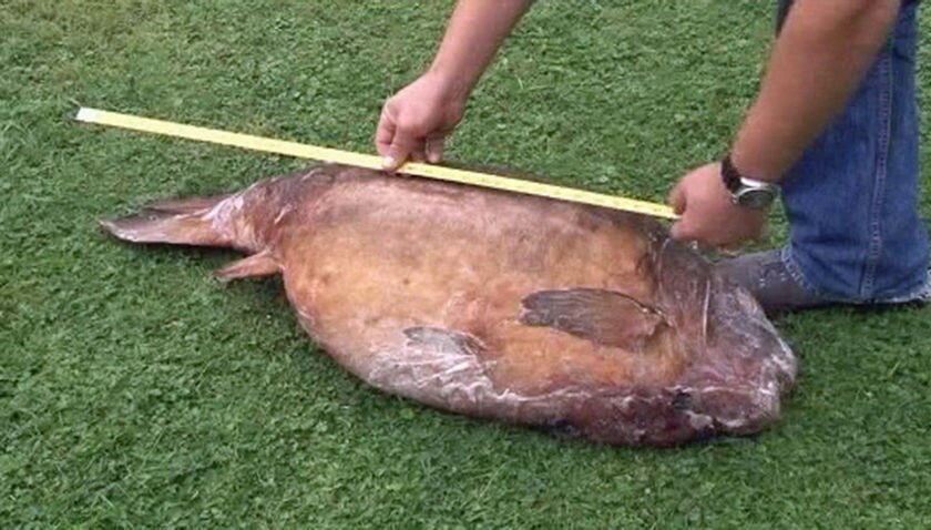 Britain's biggest fish dies - ABC News