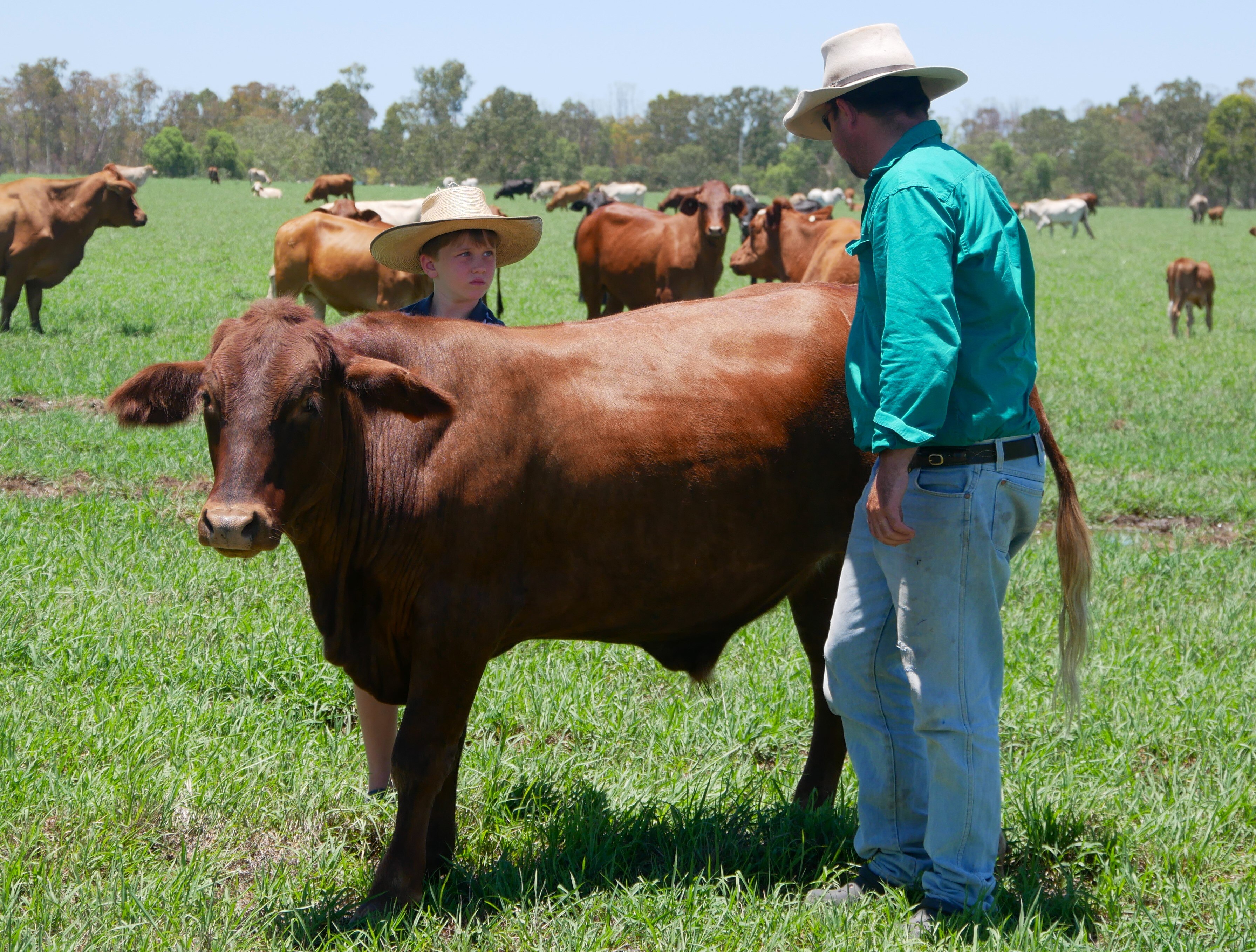 New vaccine and pesticide targets chemical resistance in cattle ticks ...