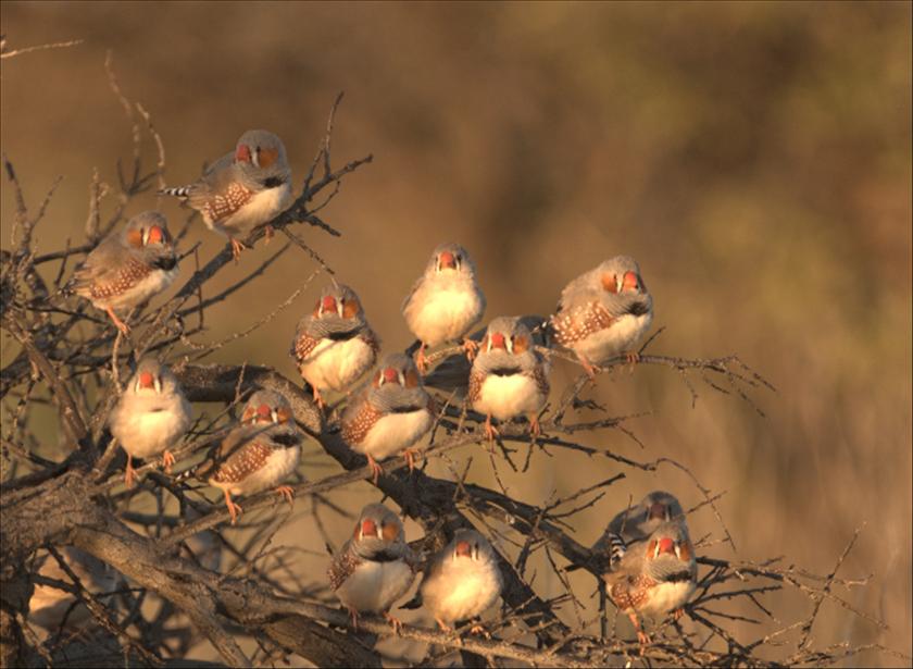 Finch genome music to researcher's ears - ABC News
