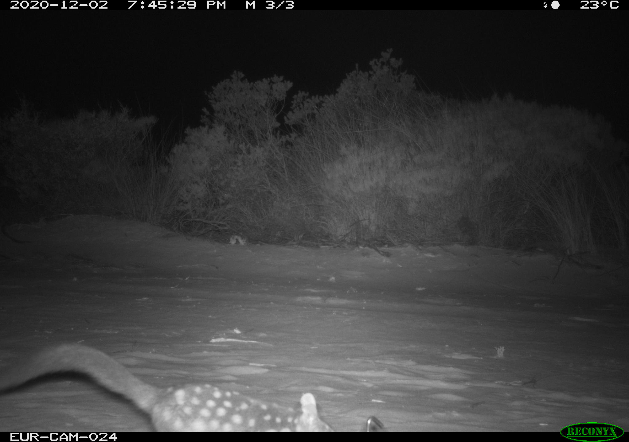 Camera trap captures surprise western quoll visitor at remote Eurardy ...