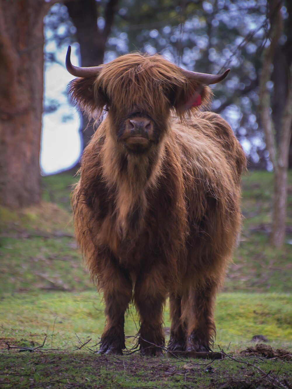 Cow takes centre stage in harpsichord concert - ABC Classic