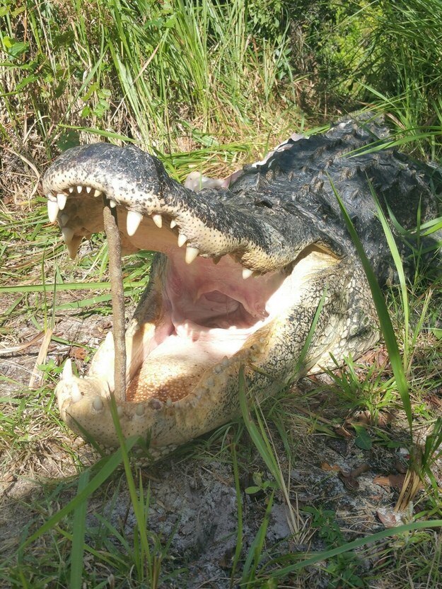 Burglary suspect drowns after attacked by alligator while evading ...