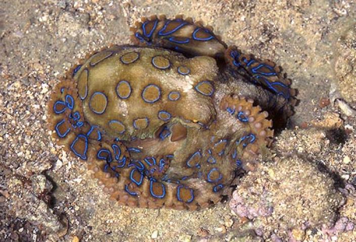 Blue-ringed octopus sighted on WA's mid-west coast 'very special' but ...