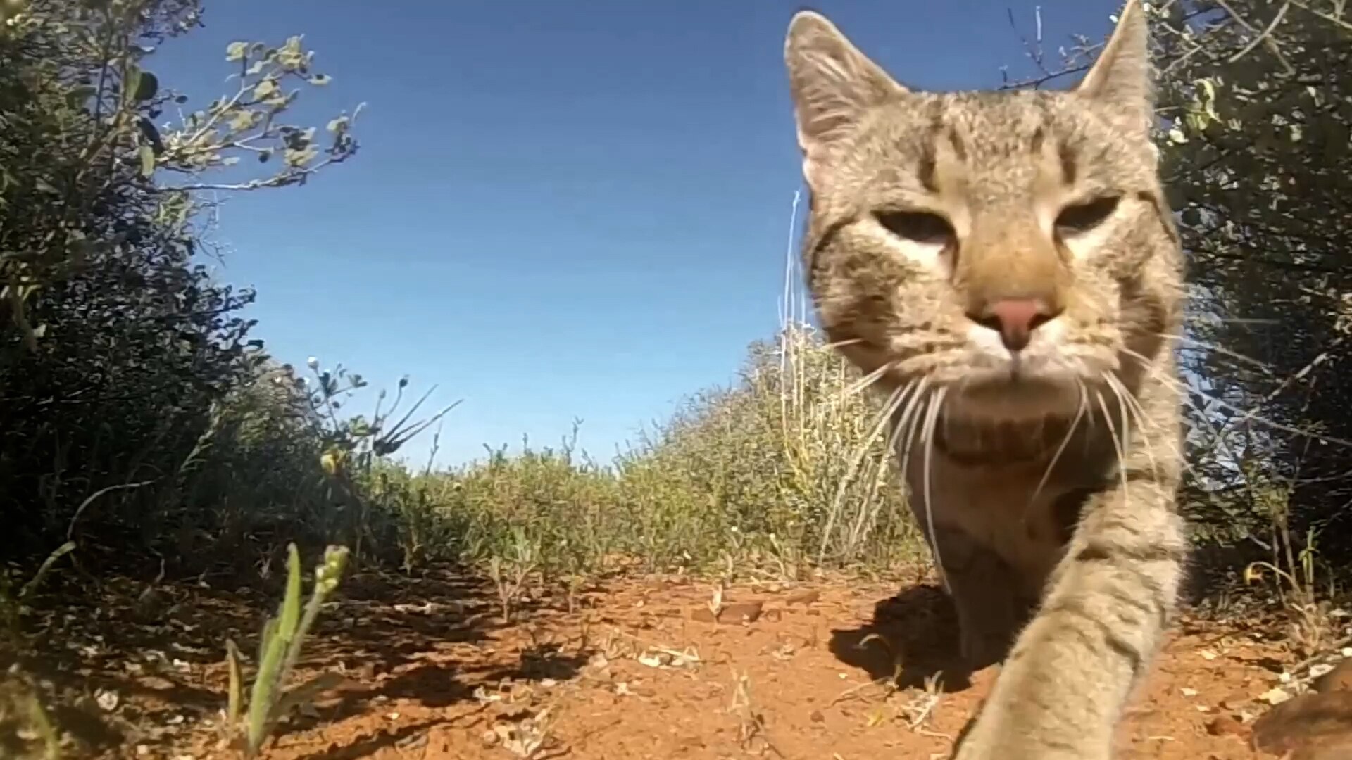 Eat the Invaders: Feral cats - ABC Education