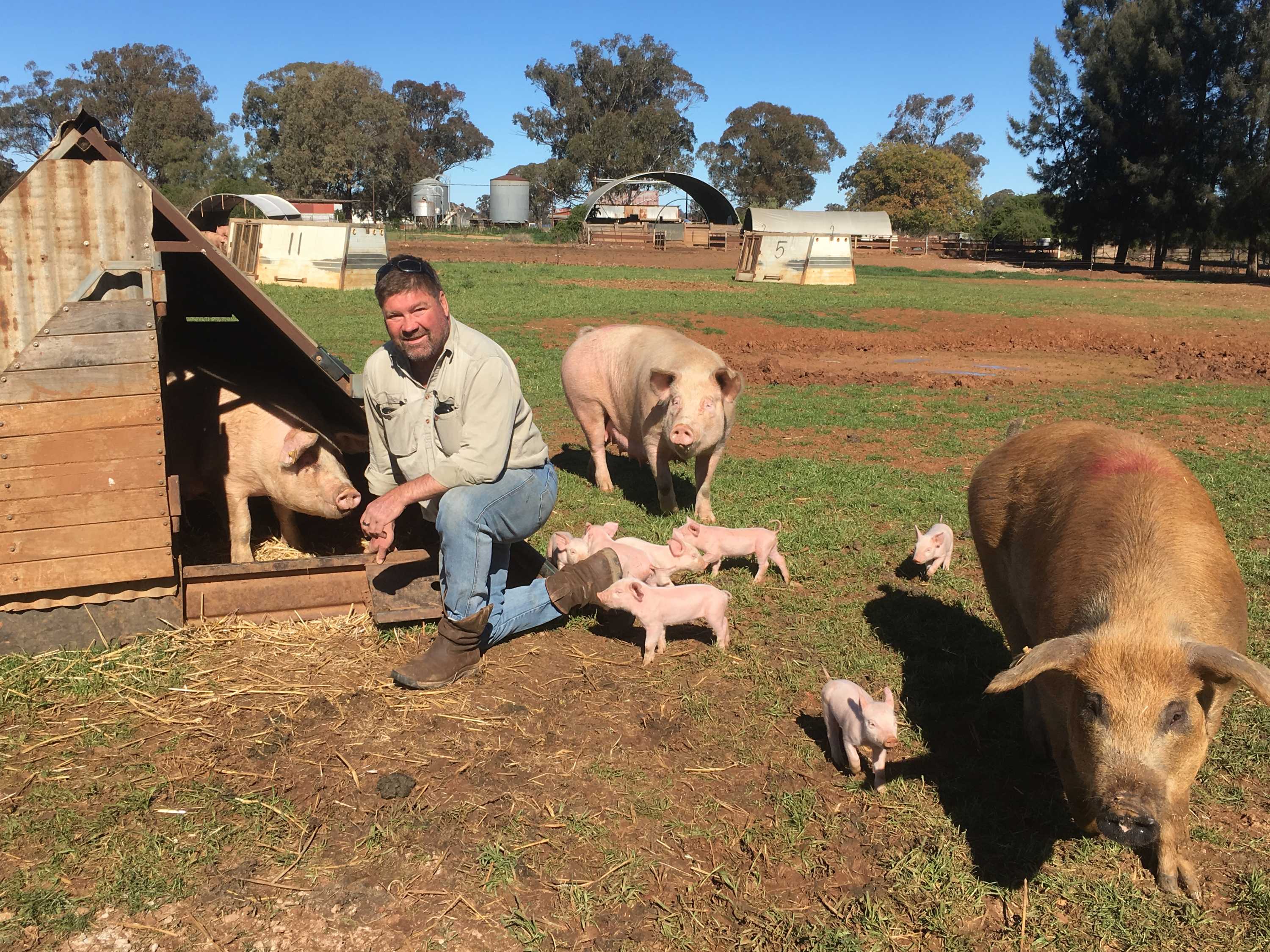Australia's best bacon grown in NSW Riverina according to Australian ...
