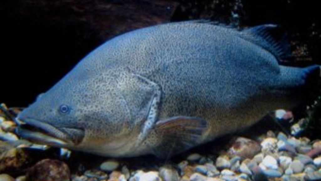 Giant Cod inspire fishy film-making - ABC News