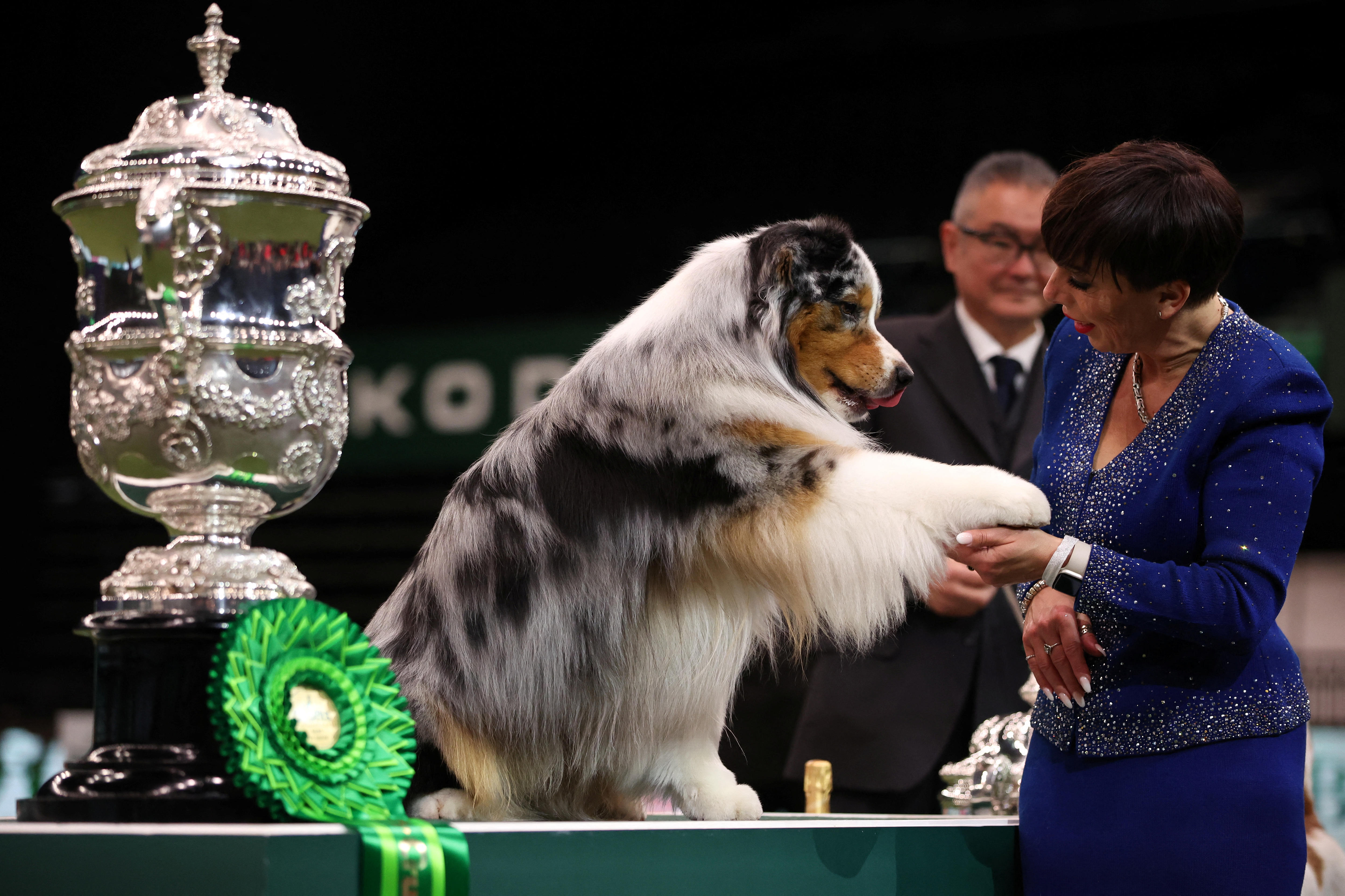 Australian shepherd named Viking crowned Best in Show at 2024 Crufts ...