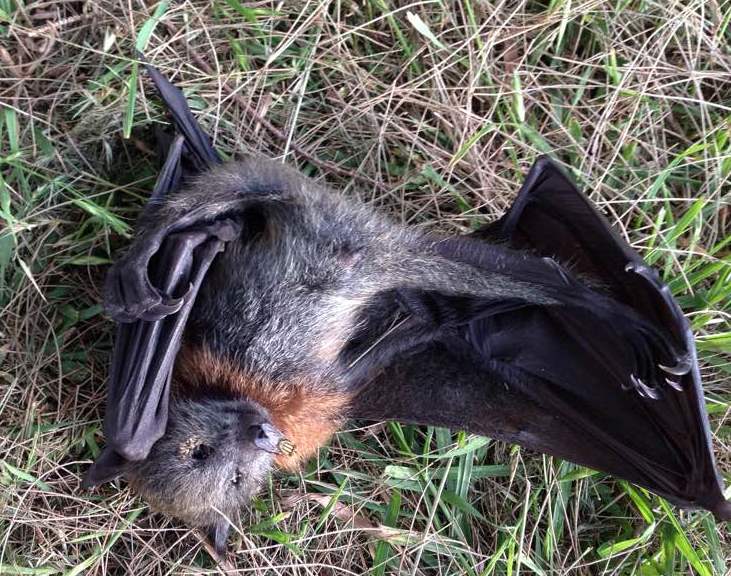 Baby bat deaths due to loss of habitat and food shortage says expert ...