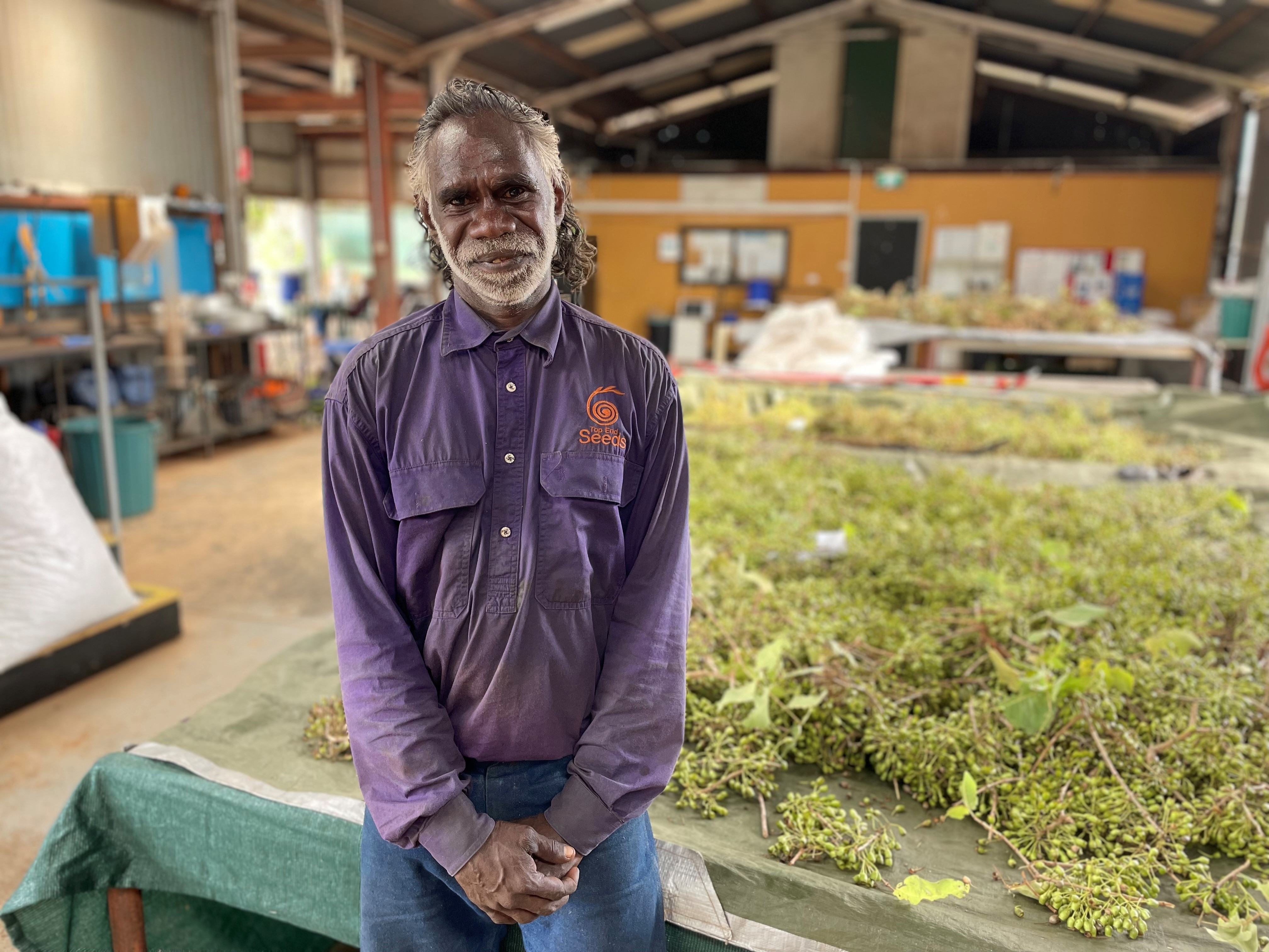 Kimberley seed smoking trial underway to help rehabilitate Argyle ...