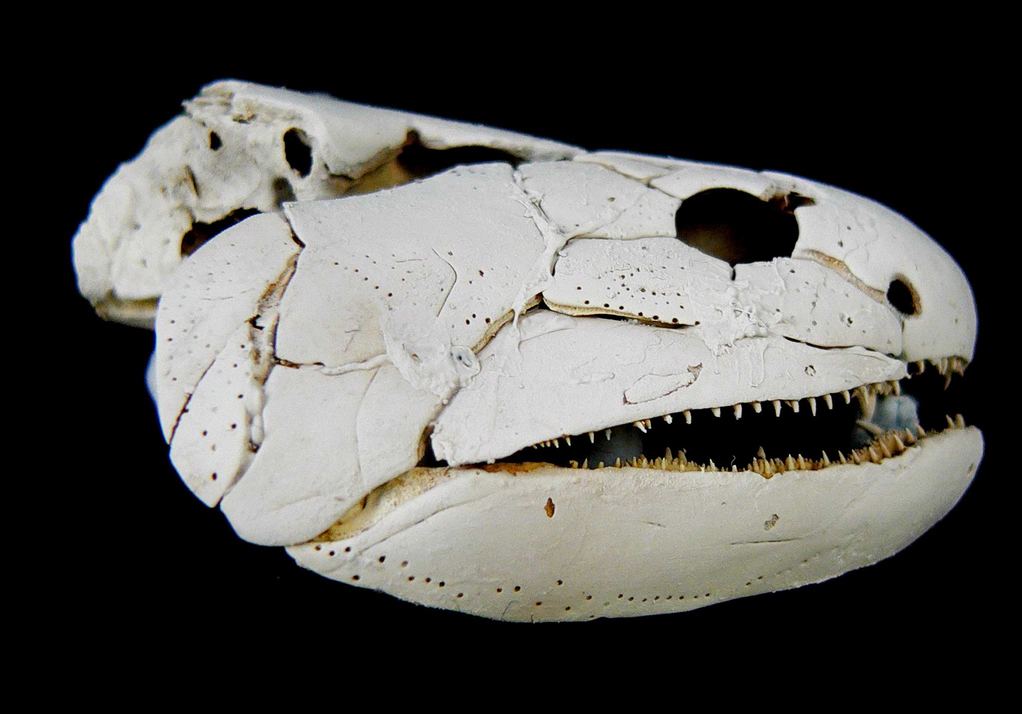 Fish find could cast light on 'watershed moment' by identifying the ...