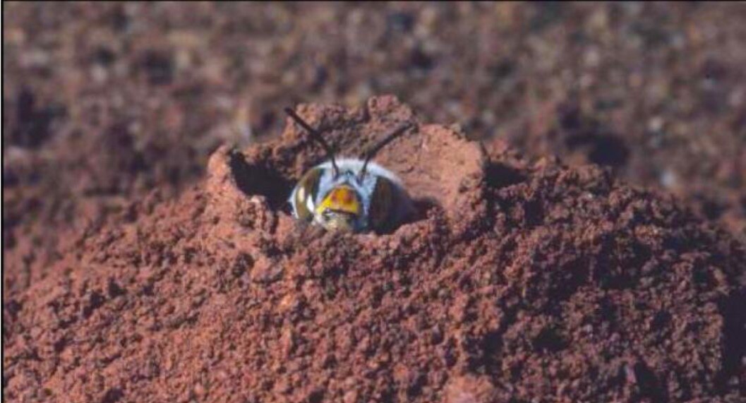 Dawson's Burrowing Bee at risk from careless drivers - ABC listen